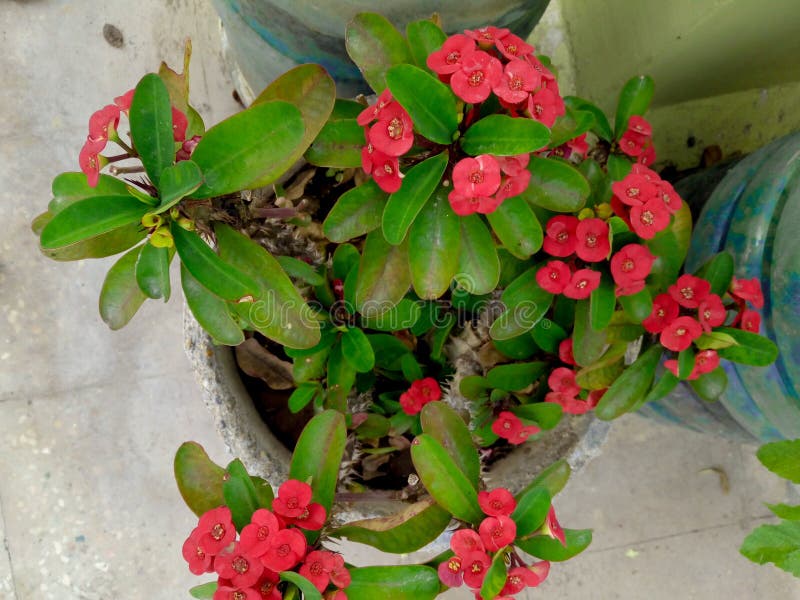 Green Background and Small Tree Red Flowers Stock Photo - Image of ...