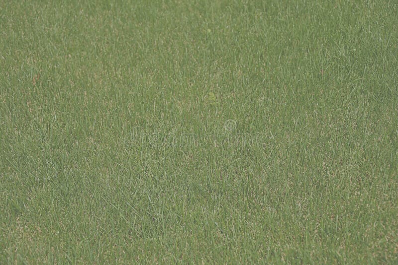 Soft Grass stock image. Image of environmental, flora - 5868467