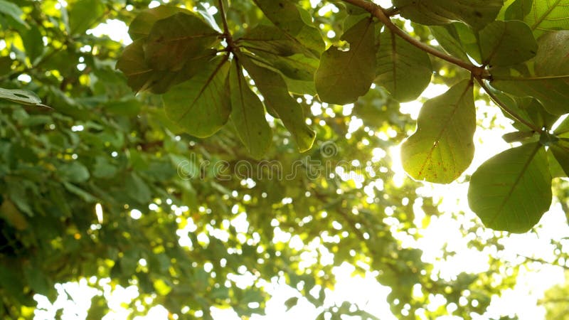 Green Background with Sun Light Stock Image - Image of fresh ...
