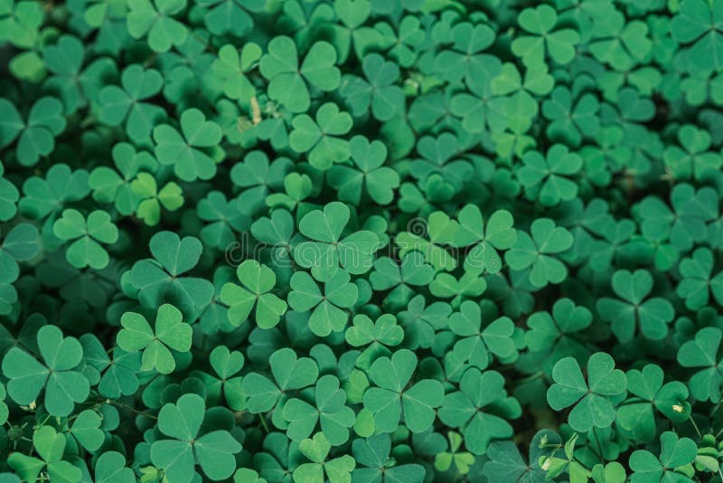 Green Background With Three Leaved Shamrocks Lucky Irish Four Leaf