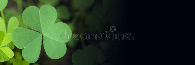 Green Background With Three Leaved Shamrocks Lucky Irish Four Leaf