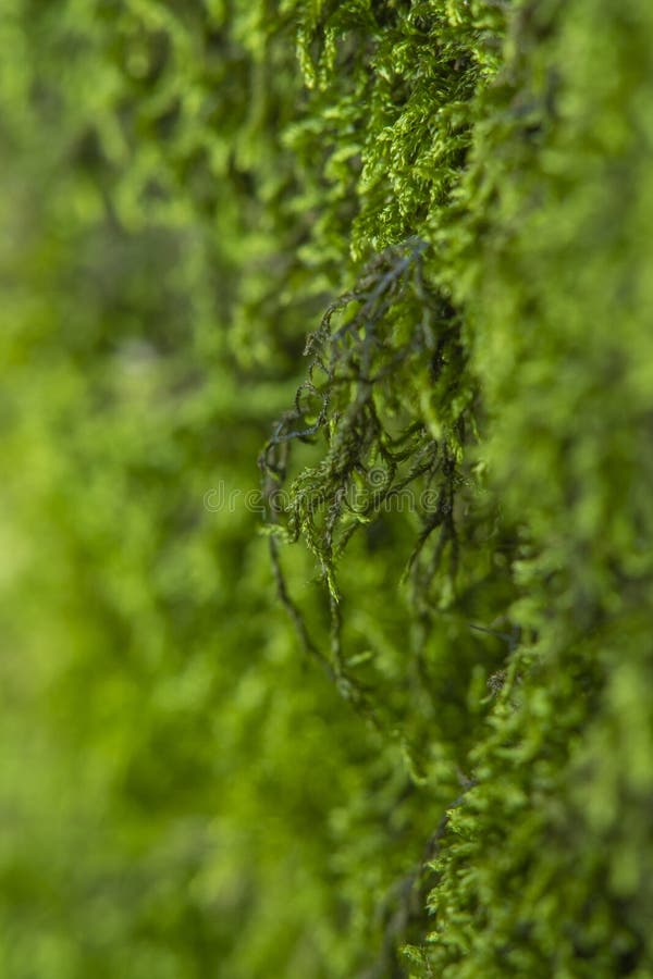 Green Background with Tree Climacium Moss in Soft Focus at High ...