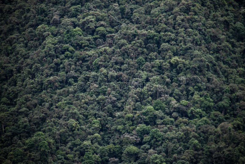 Green Background, Tree Tops in the Amazon, Aerial View Stock Photo ...