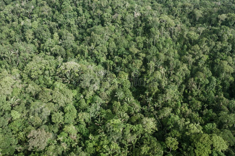 Green Background, Tree Tops In The Amazon, Aerial View Stock Photo ...