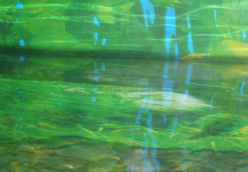 Green Background with Water Effect Stock Image - Image of green ...