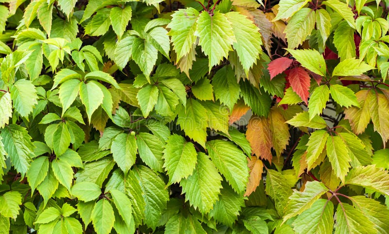 Green Background with Wild Grape Leaves. Stock Image - Image of green ...