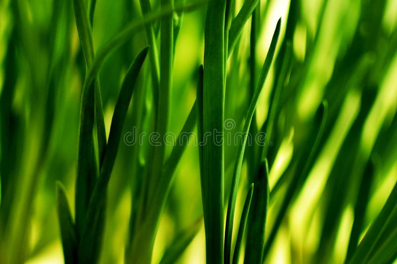 Green Background from Young Vegetation Close Up Stock Image - Image of ...