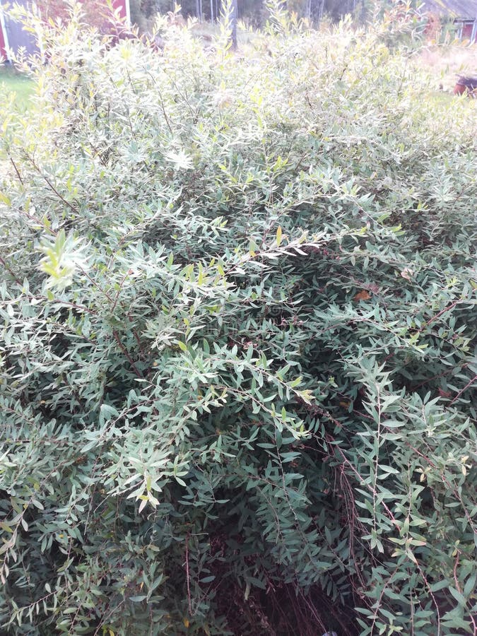 Green Backround Push Shrup Plant Stock Photo - Image of plant, garden ...