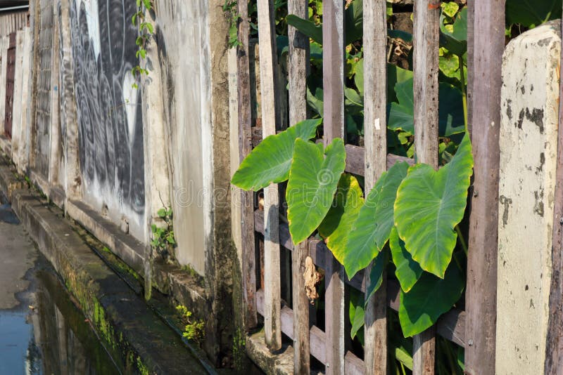 The Green Ball Leaves Protruding from the Fence. Stock Image - Image of ...