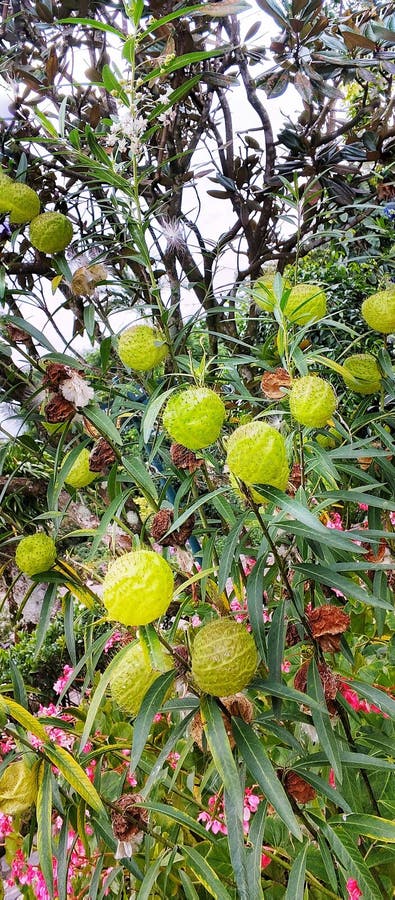 Green Balloon Flower for Decoration Purpose Stock Photo - Image of ...