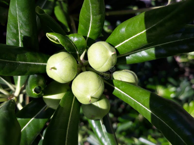 Plant or fruit? stock photo. Image of tree, plant, balls - 135790432