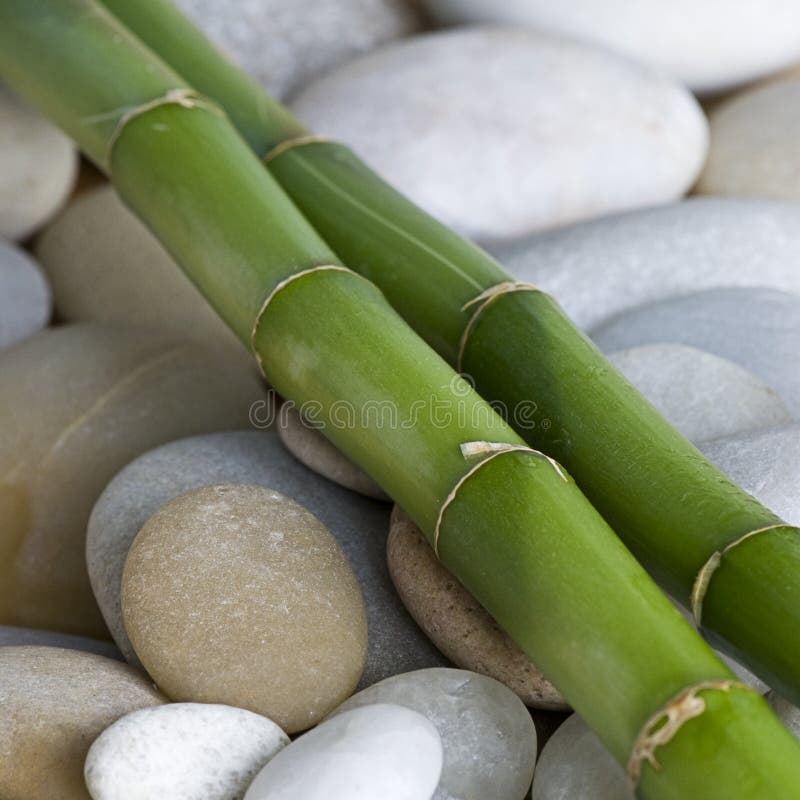 Green bamboo stock image. Image of plant, detail, stick - 10174817