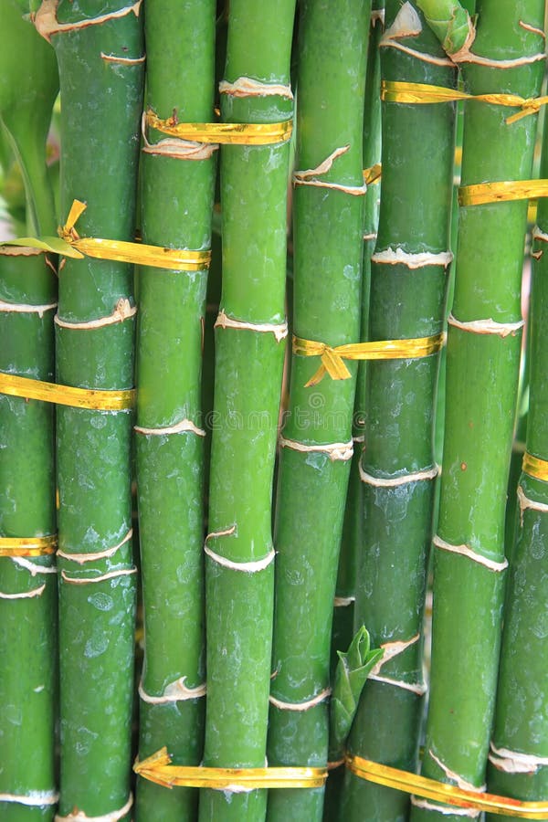 Green bamboo stock image. Image of green, closeup, traditional - 17364019