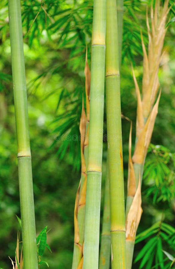 Green bamboo stock image. Image of touch, sprout, bamboo - 26619383