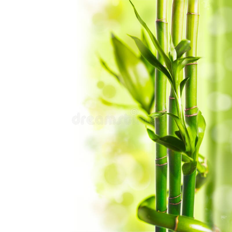 Green bamboo stock photo. Image of environment, green - 29361166
