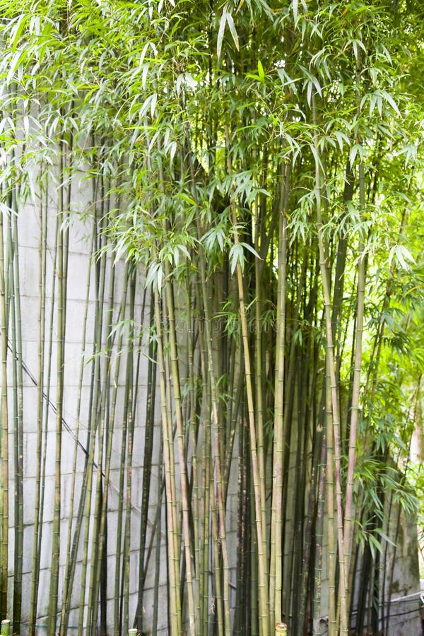 Green bamboo stock photo. Image of lush, growth, green - 9126756