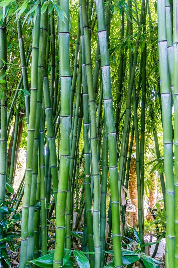 Green Bamboo Background stock image. Image of details - 222676393