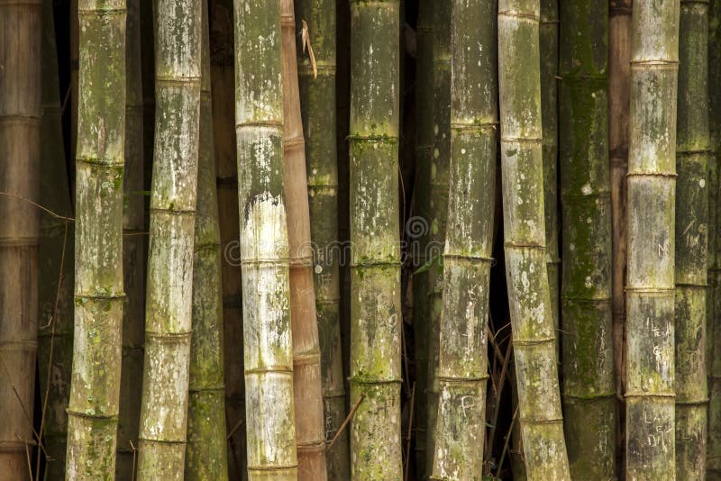 Green Bamboo Background Texture Stock Image - Image of texture, nature ...