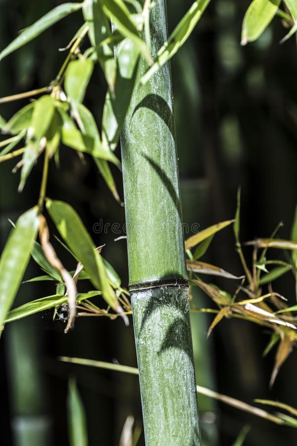 Green bamboo cane - stock image. Image of cylinders, cane - 73465601