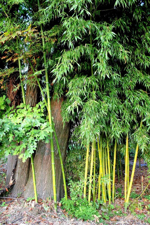 Green bamboo canes stock photo. Image of leaves, foliage - 270917644