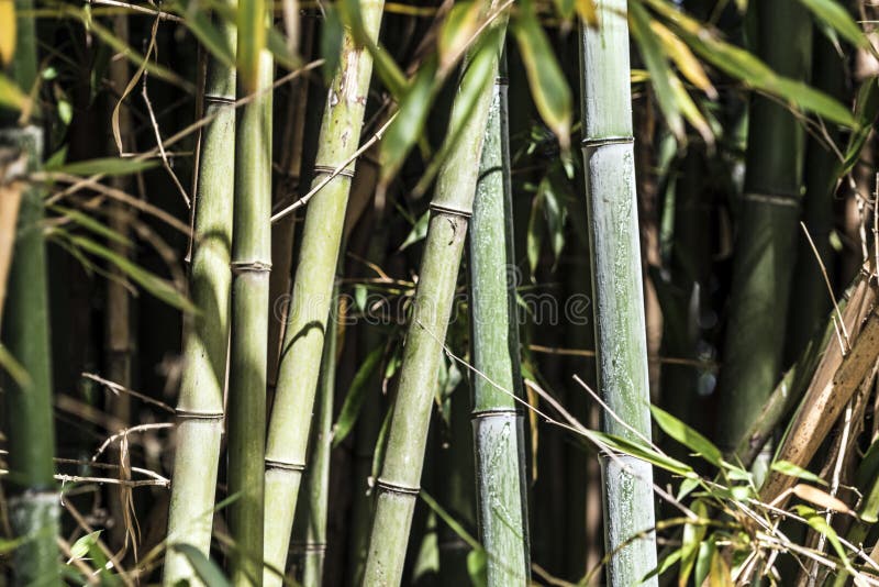 Green bamboo canes group 3 stock photo. Image of canes - 73466502