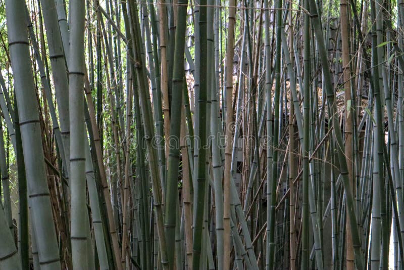 Green Bamboo Forest Background View Stock Image - Image of background ...