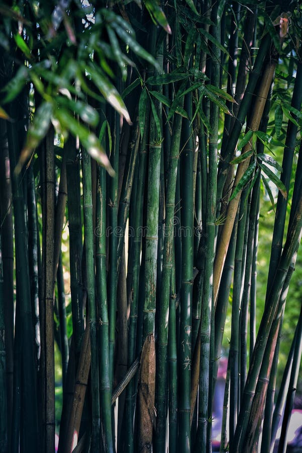 Green Bamboo Forest in Early Spring Stock Photo - Image of leaf, leaves ...