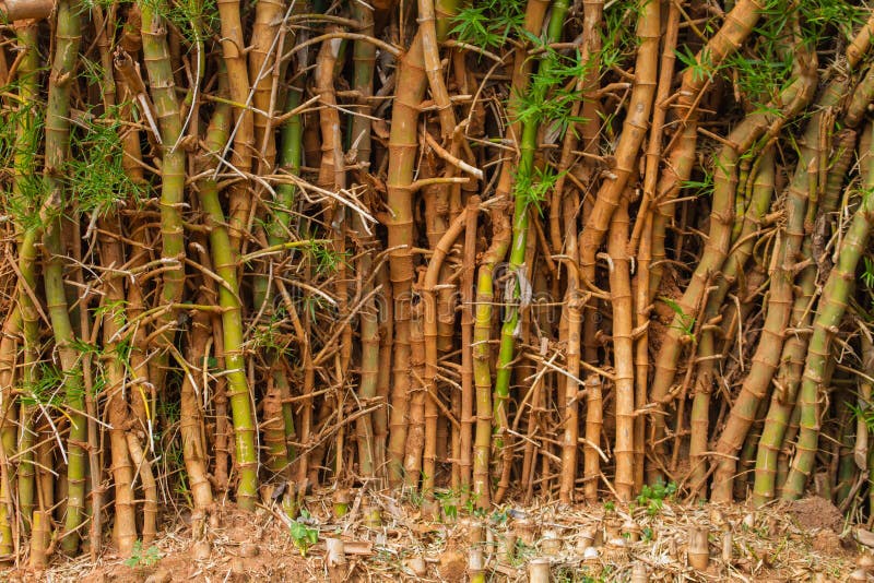Green Bamboo Forest in Thailand Stock Photo - Image of plant, flora ...