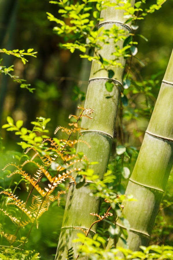 Green bamboo stock image. Image of natural, plant, green - 53065999