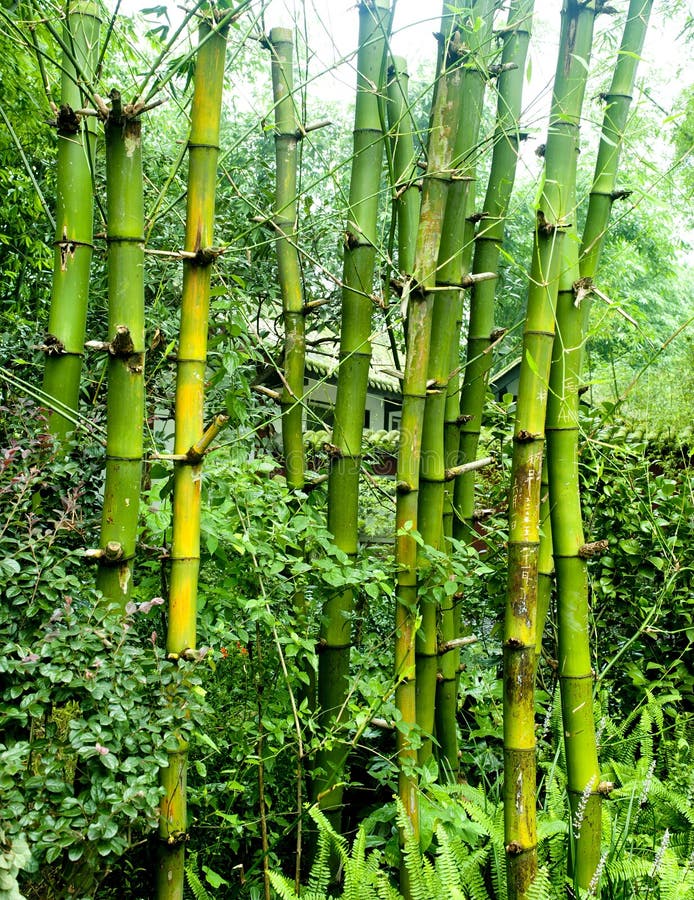 Green bamboo groves stock image. Image of biological - 15571669