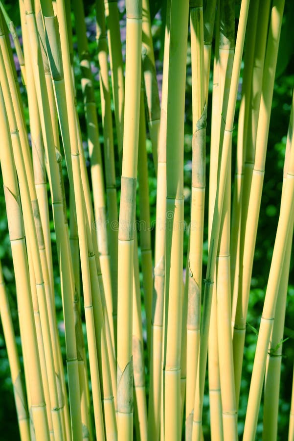 Green Bamboo Growing in Nature in Central America Stock Image - Image ...