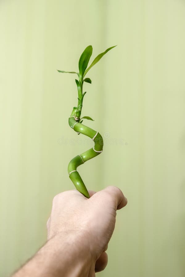 A Green Bamboo in Hands on Background Stock Photo - Image of female ...