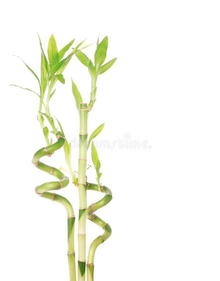 Green Bamboo Isolated on White Stock Photo - Image of branch, bamboo ...