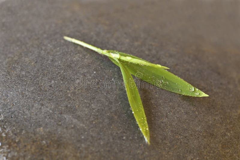 Green Bamboo Leaf on Pebble Stock Image - Image of grey, water: 138097495