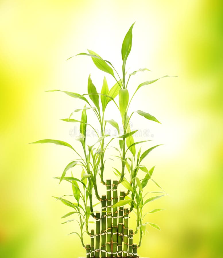410,467 Bamboo Photos - Free & Royalty-Free Stock Photos from Dreamstime