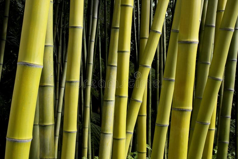 Green Bamboo Nature Backgrounds Stock Photo - Image of jungle, chinese ...