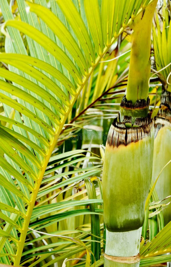 Bamboo Palm Tree Stem stock photo. Image of close, yellow - 75072796