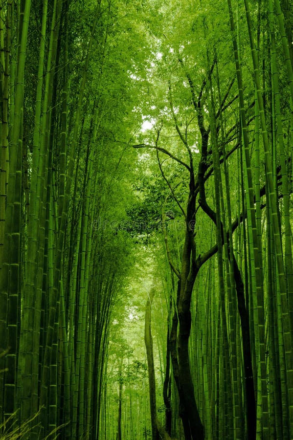 Green bamboo path stock photo. Image of asian, asia - 149888278
