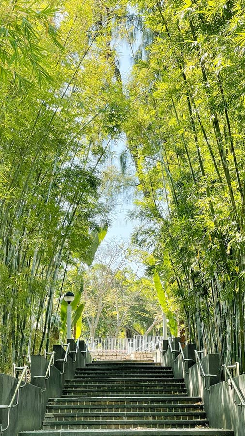 The Green Bamboo Plant Forest in Outdoor Park Stock Photo - Image of ...