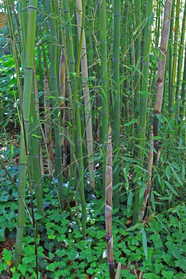 Green Bamboo stock image. Image of spring, background - 24549387