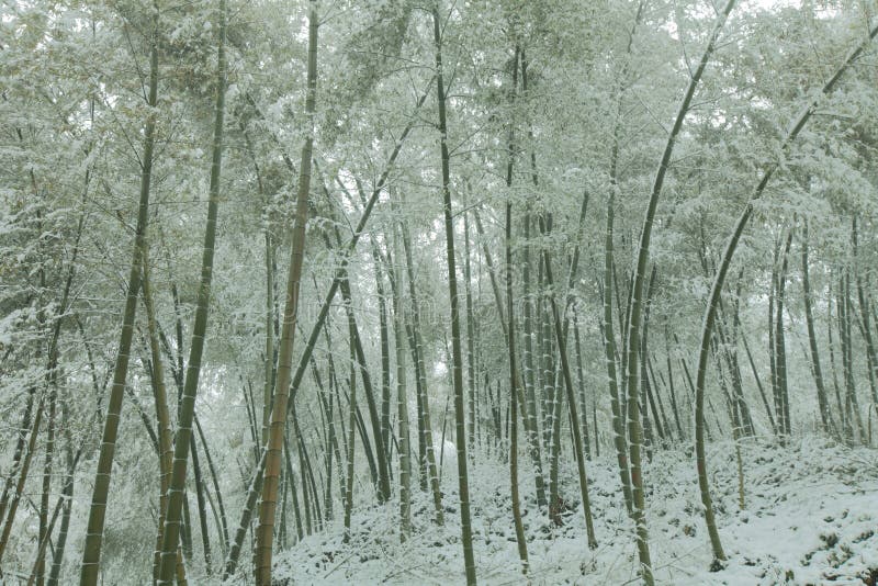 Green bamboo and snow stock photo. Image of forest, bamboo - 49640558