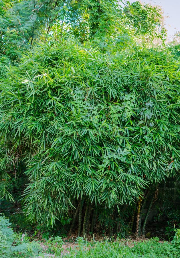 Green Bamboo and Soft Sunlight Stock Image - Image of coast, cute ...