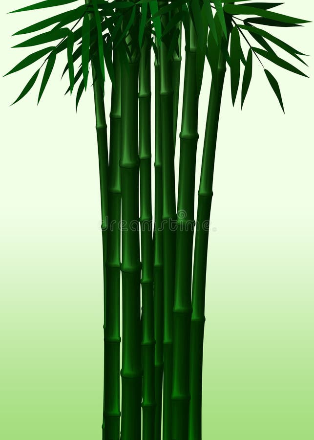 Green Bamboo Spring and Autumn Stock Illustration - Illustration of ...