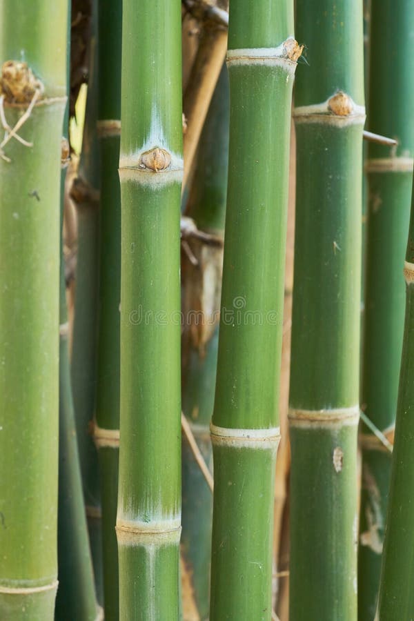 Green bamboo stalk stock photo. Image of culture, bunch - 67138812