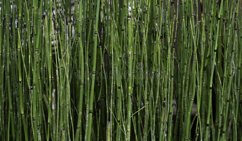 Green Bamboo Stalks Background Texture Stock Photo - Image of exotic ...