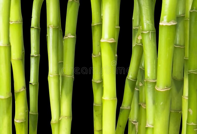 Green Bamboo Stalks Isolated on a Black Background. Set Bamboo Stock ...