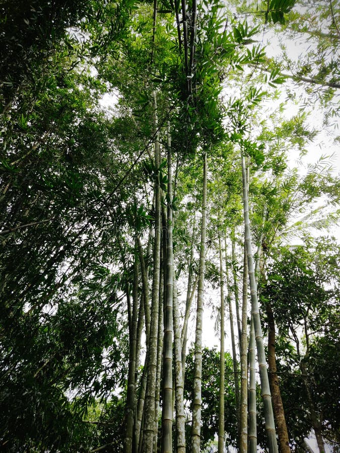 Green Bamboo Tree Covered Charming Small Leaves Stock Photos - Free ...