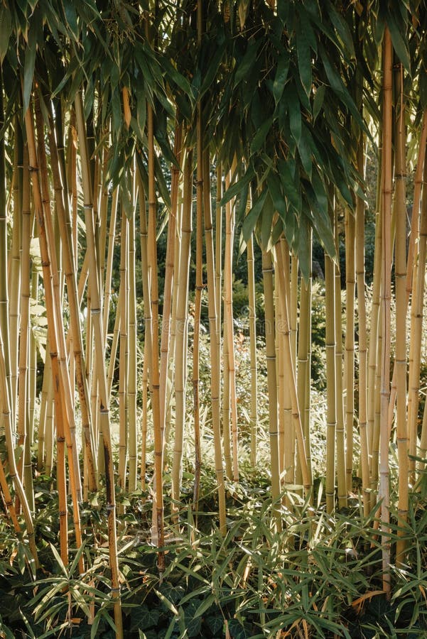 Green Bamboo Tree in a Garden Stock Image - Image of chinese, culture ...