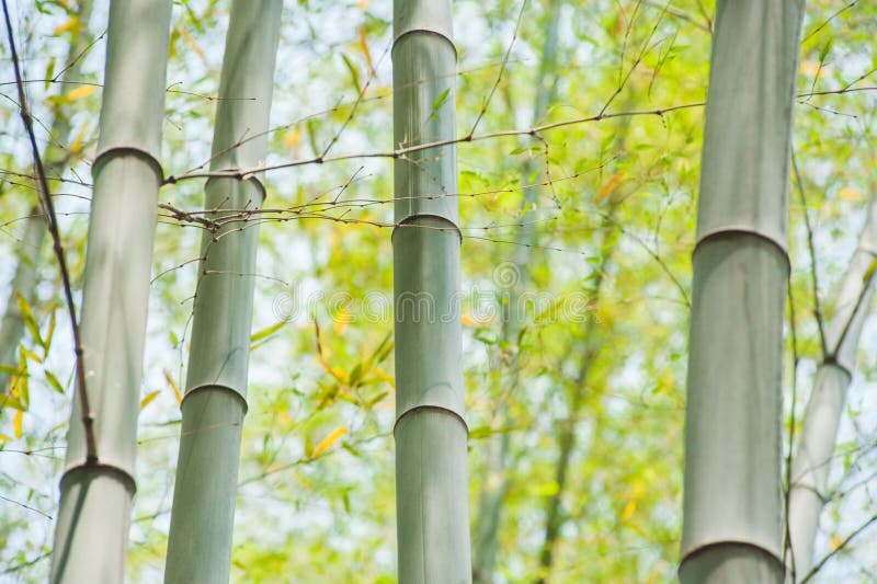 Green Bamboo Tree Trunks in the Forest Stock Photo - Image of leaf ...