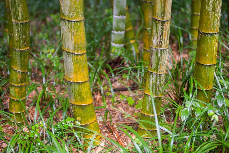 Green Bamboo Tree Trunks in Grass Stock Photo - Image of forest, flora ...